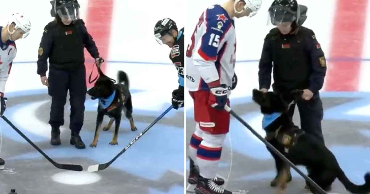 Police dog turns KHL puck drop into hilarious chaos